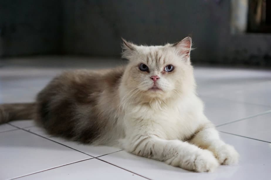 250+ Amazing Himalayan Cat Names For Your Fluffer