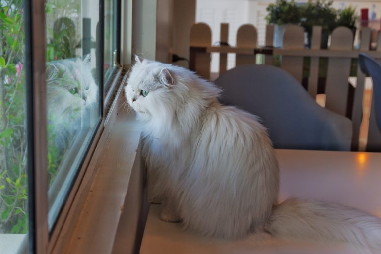 250+ Amazing Himalayan Cat Names For Your Fluffer