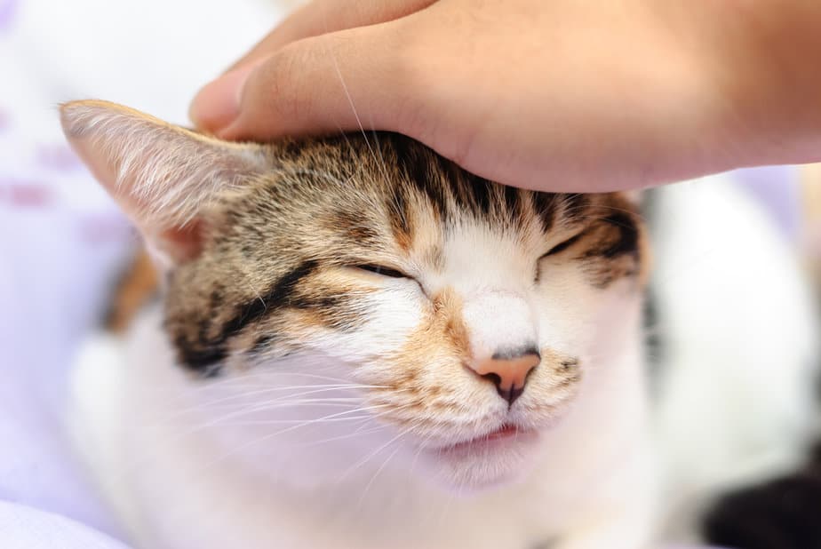 My Cat Closes Her Eyes: Is It Purre Happiness Or Pain?