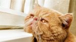 Can A Cat Be Bipolar? Here's What You Should Know