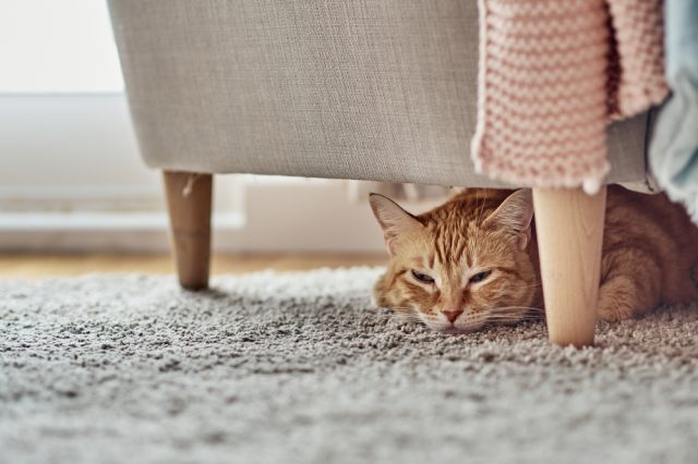 Cat Sitting Positions: What Do They Mean?