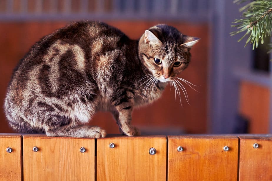Cat Sitting Positions: What Do They Mean?