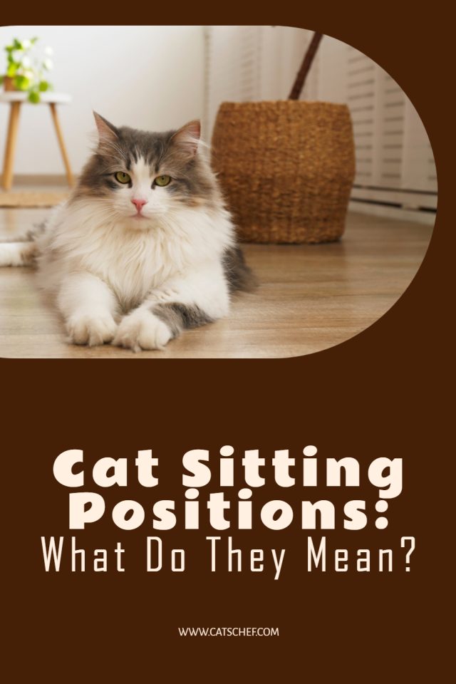 Cat Sitting Positions: What Do They Mean?
