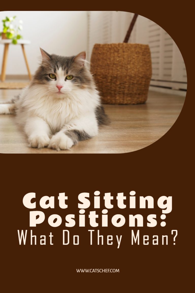 Cat Sitting Positions: What Do They Mean?