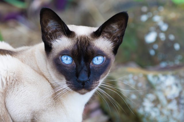 Meet 18 Luxurious Cat Breeds That Redefine Elegance
