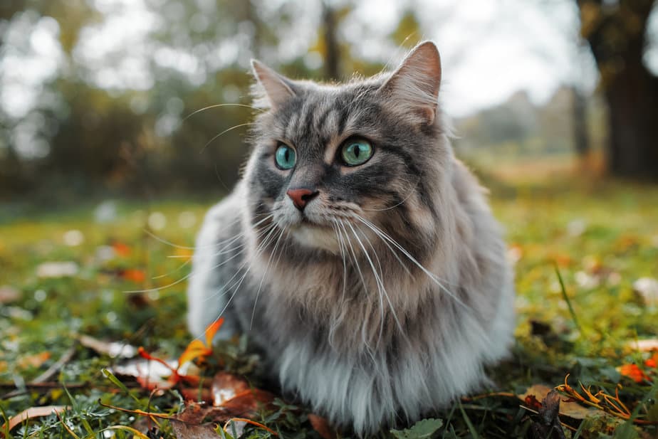 Meet 18 Luxurious Cat Breeds That Redefine Elegance