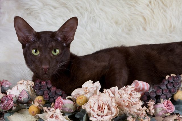Meet 18 Luxurious Cat Breeds That Redefine Elegance