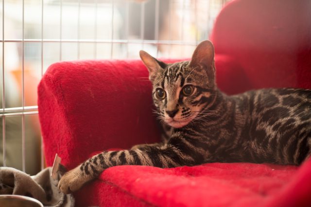 Meet 18 Luxurious Cat Breeds That Redefine Elegance