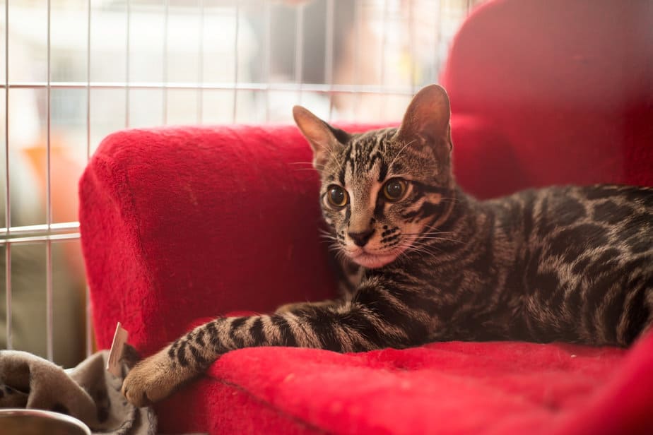 Meet 18 Luxurious Cat Breeds That Redefine Elegance