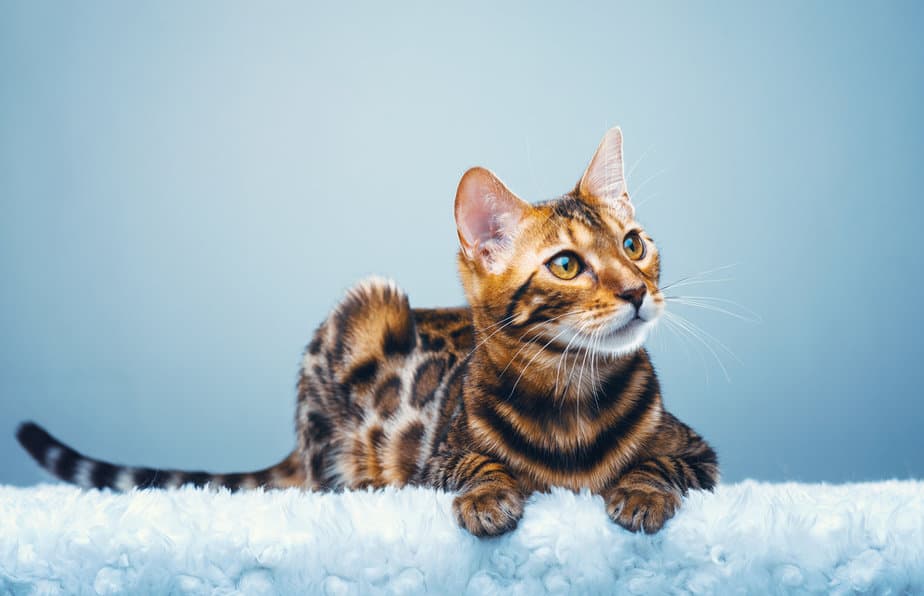 Meet 18 Luxurious Cat Breeds That Redefine Elegance
