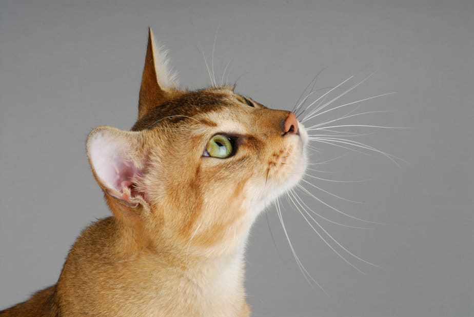 Meet 18 Luxurious Cat Breeds That Redefine Elegance