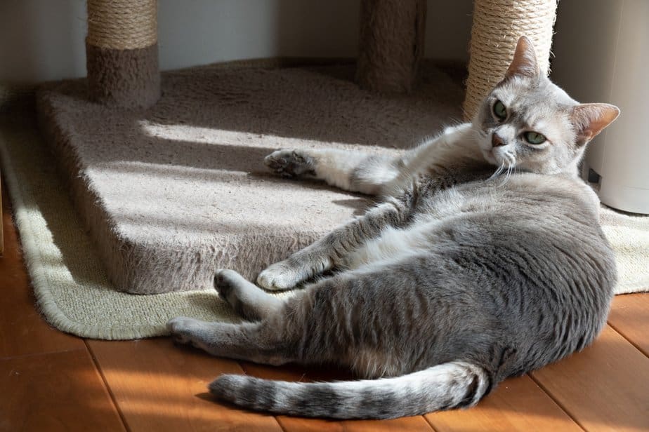 Meet 18 Luxurious Cat Breeds That Redefine Elegance