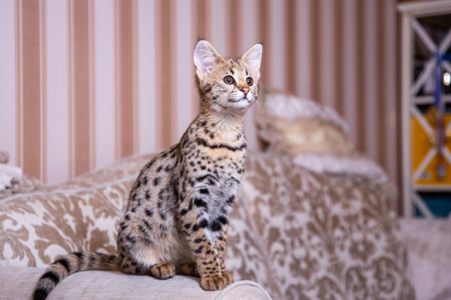 Meet 18 Luxurious Cat Breeds That Redefine Elegance