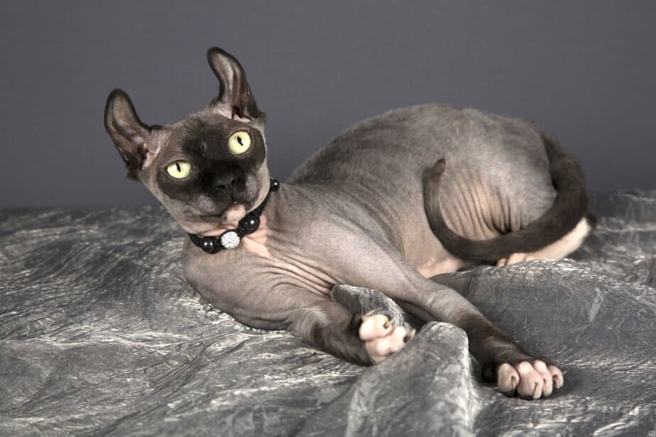 Meet 18 Luxurious Cat Breeds That Redefine Elegance
