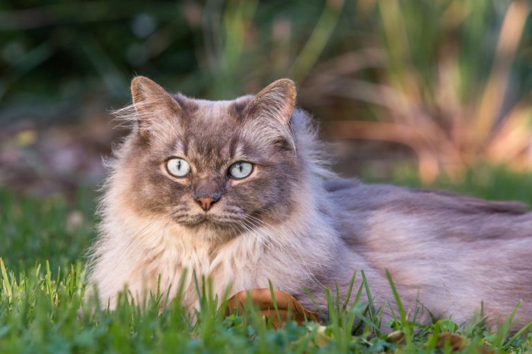 Meet 18 Luxurious Cat Breeds That Redefine Elegance