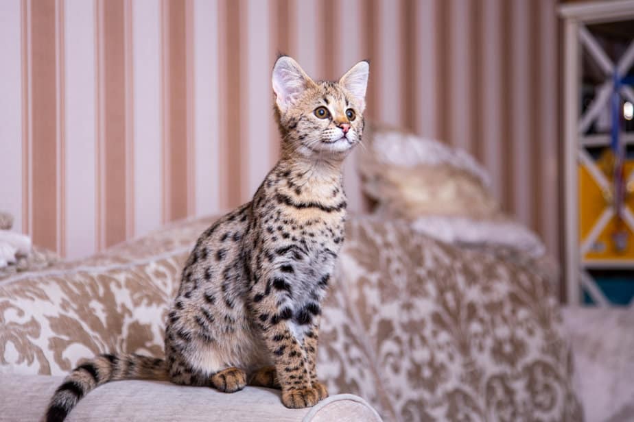 Meet 18 Luxurious Cat Breeds That Redefine Elegance