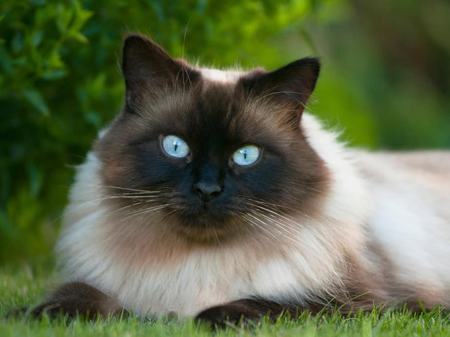 Do All Ragdolls Have Blue Eyes? The Secret Of Piercing Blue