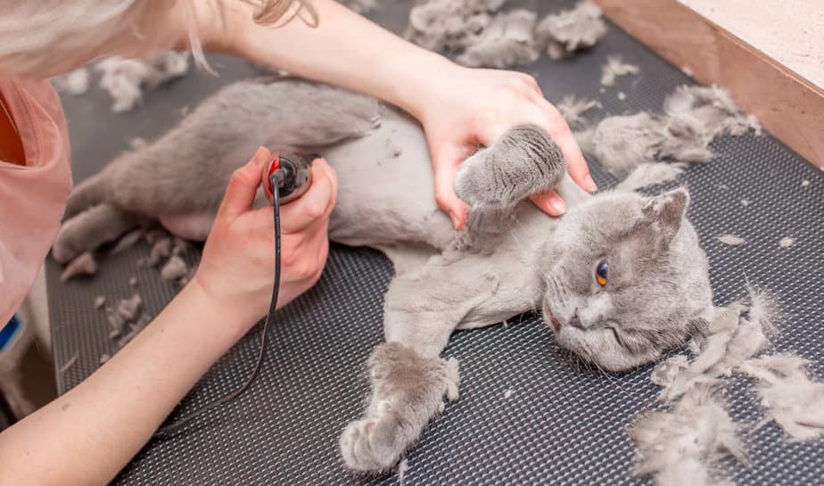 How To Shave A Cat That Hates It? 7 Effective Tips