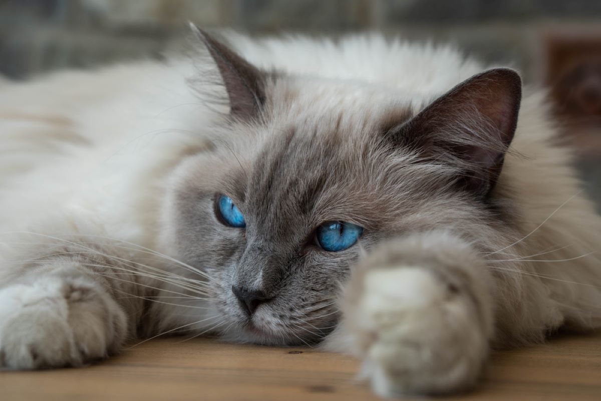 350+ Awesome Ragdoll Cat Names For Your Fluffy Furrend