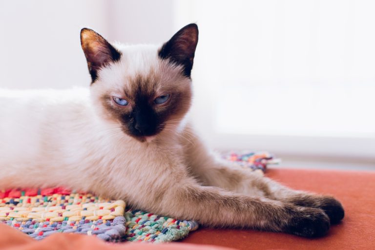 Are Siamese Cats Aggressive? Why Is My Purrincess Mad?