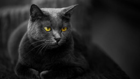 280+ Cat Names That Start With B For Your Bundle Of Joy