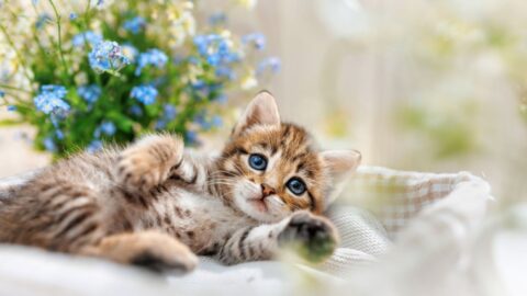 220+ Unique Swedish Cat Names You'll Simply Adore
