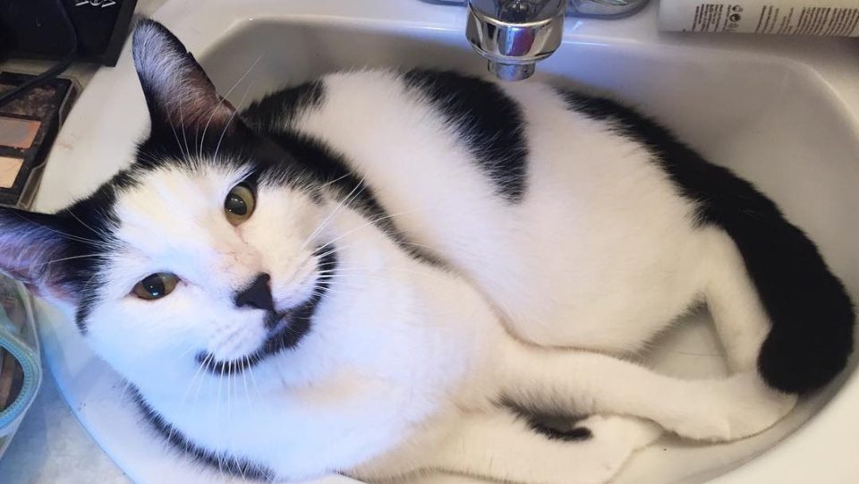 A Feline That Will Melt Your Heart: Adorable Cat With A Permanent Smile ...