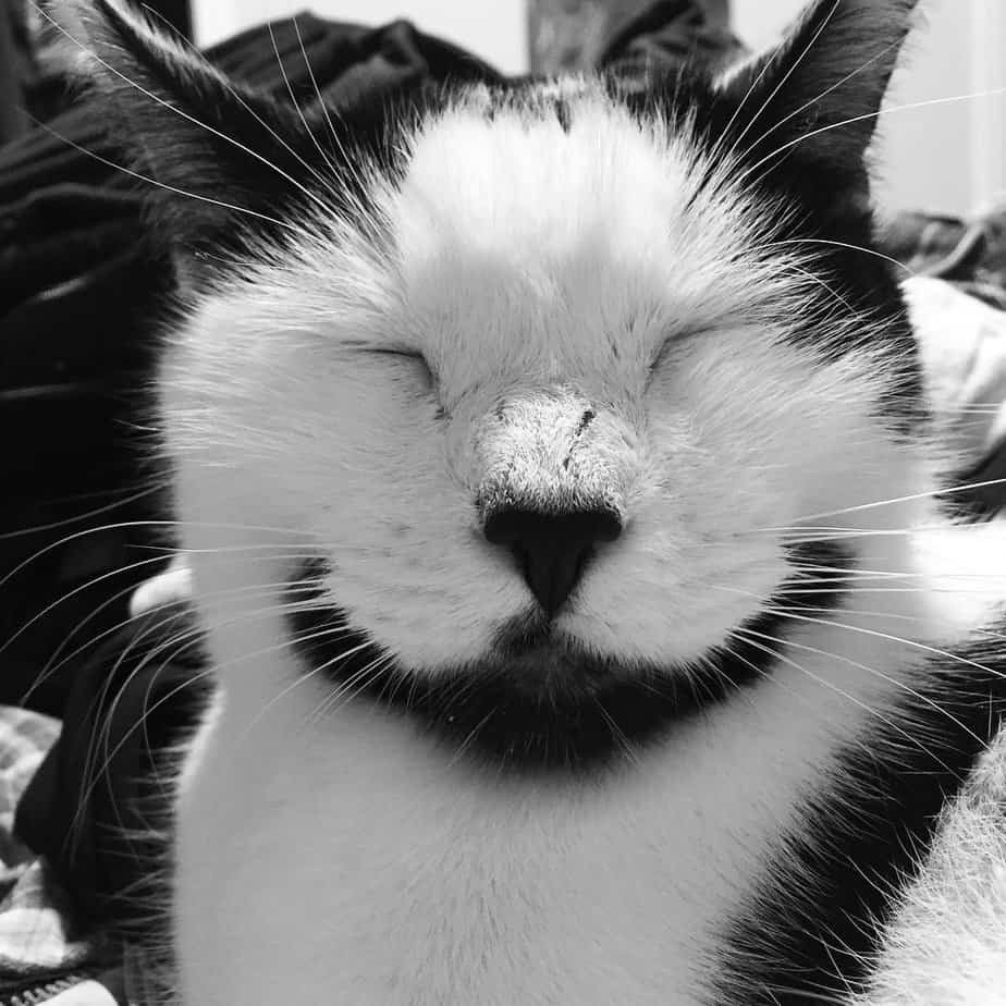 A Feline That Will Melt Your Heart: Adorable Cat With A Permanent Smile ...