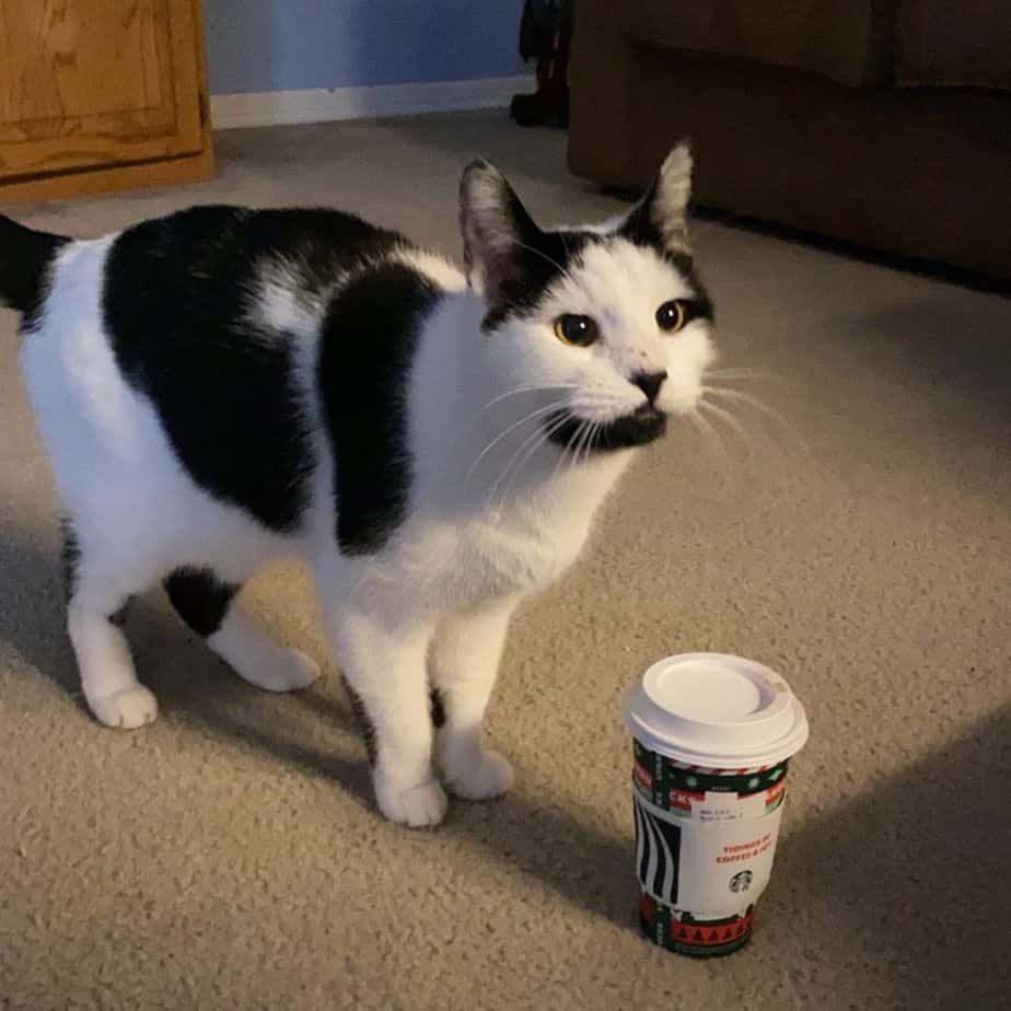 A Feline That Will Melt Your Heart: Adorable Cat With A Permanent Smile ...