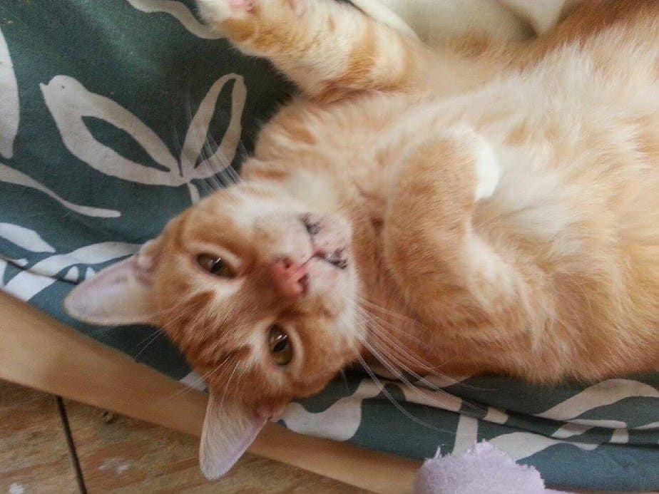 A Frightened Shelter Cat Curls Into A Ball And Hides From The World