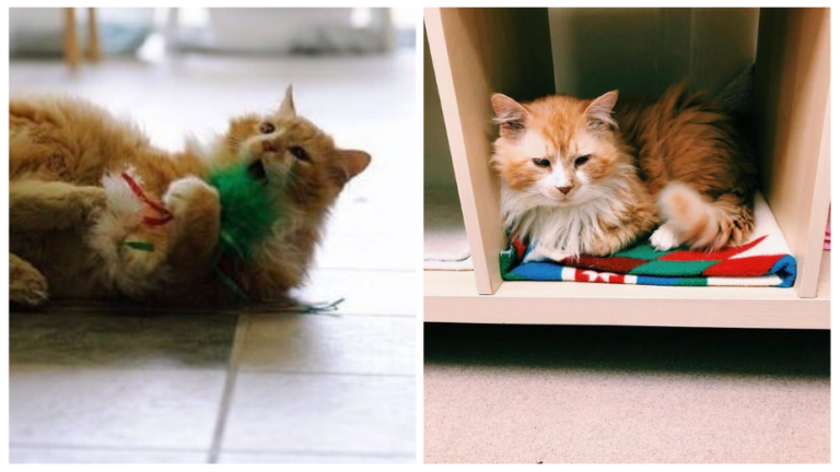 A Story Of A Cat Who Walked 12 Miles To Get Back To His Family Who Then ...