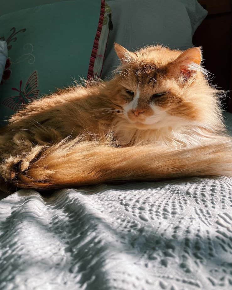 A Story Of A Cat Who Walked 12 Miles To Get Back To His Family Who Then ...