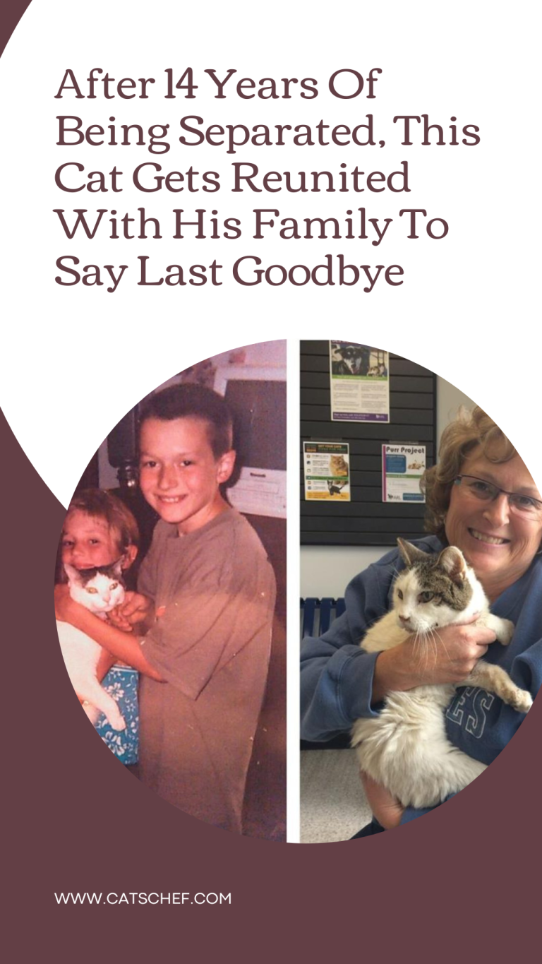 After 14 Years Of Being Separated, This Cat Gets Reunited With His ...