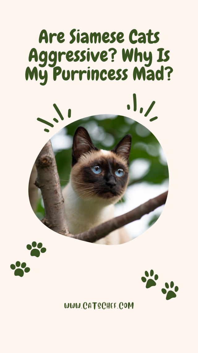 Are Siamese Cats Aggressive? Why Is My Purrincess Mad?