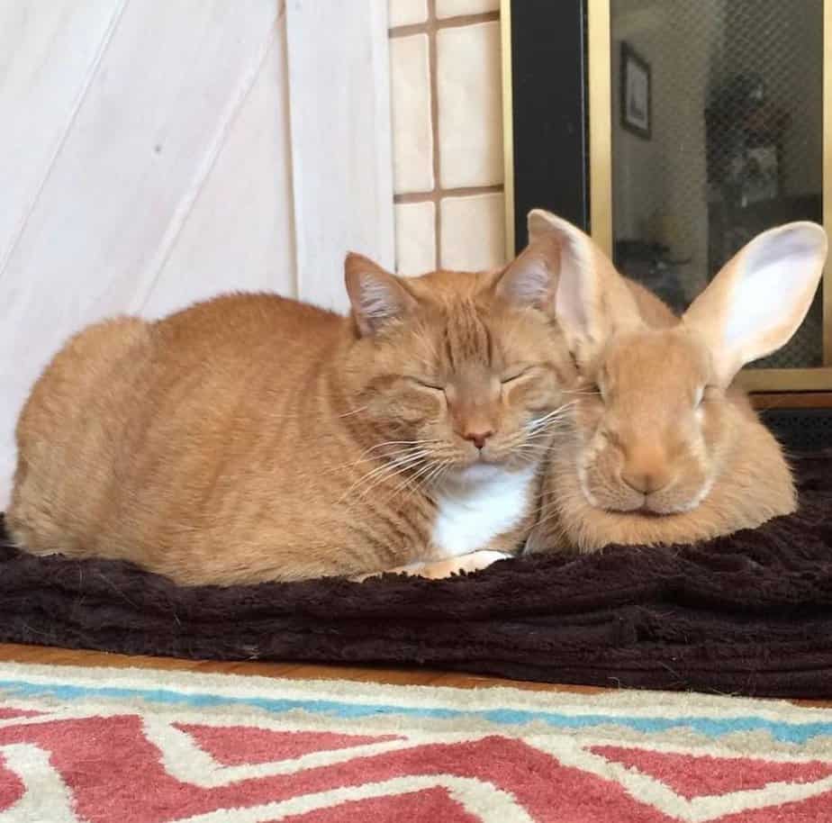 Brothers From Different Mothers: Orange Cat And Wallace The Rabbit ...