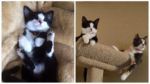 Cooper The Trooper: A Kitty With Limited Vision That Keeps Pushing His ...