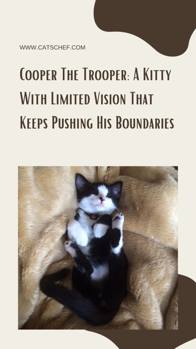 Cooper The Trooper: A Kitty With Limited Vision That Keeps Pushing His ...