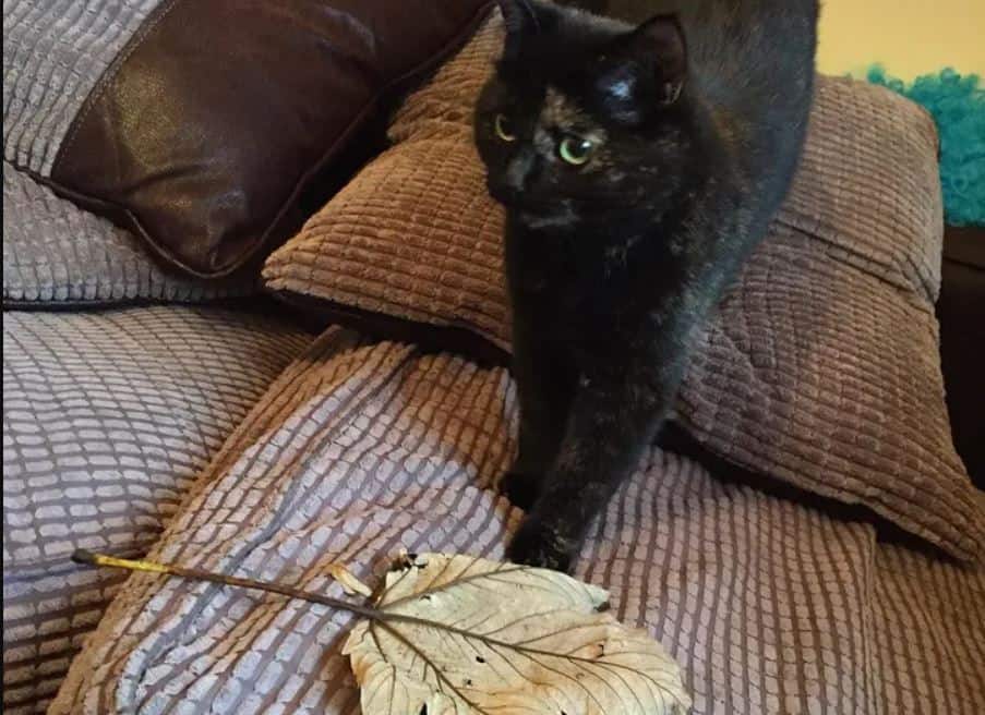 Each Day, A Caring Cat Brings The Same Present To Her Human Companion