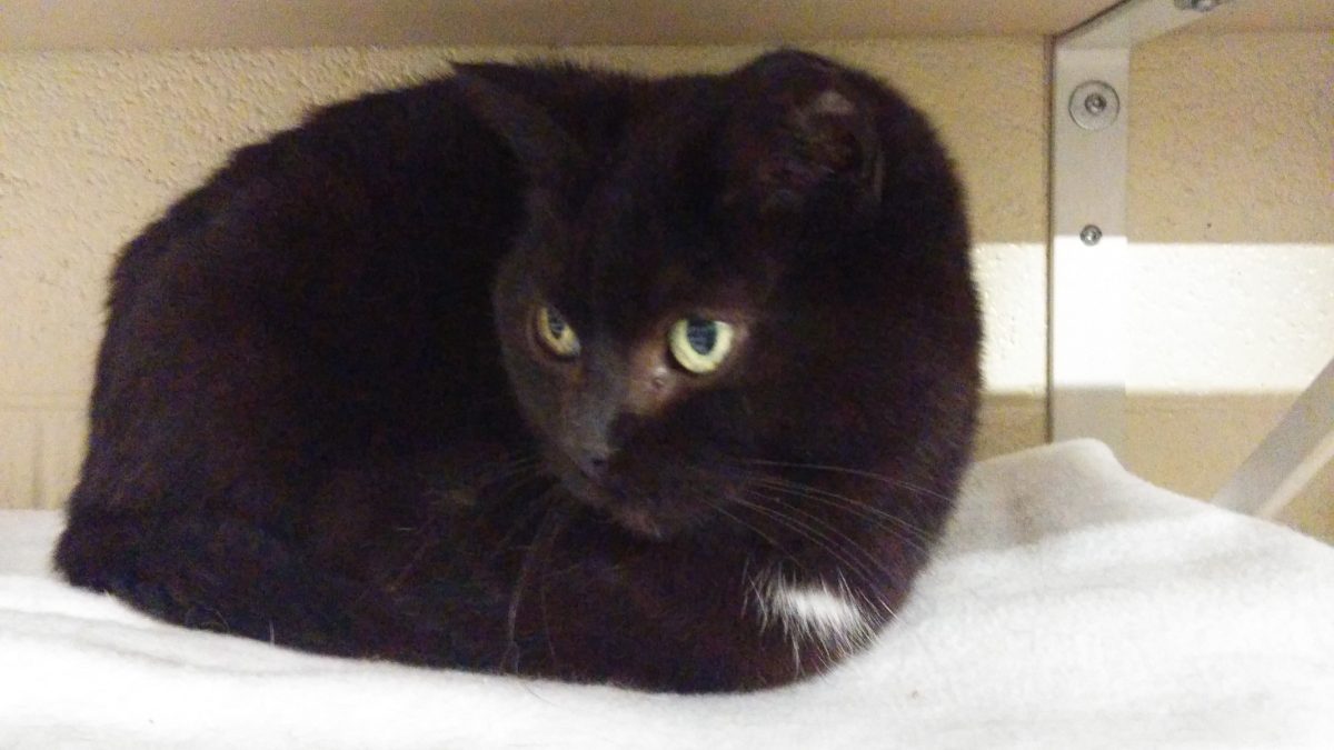 Luna, The 13-Year-Old Cat, Enjoys Her Shelter Life And Acts Like A Big ...
