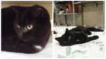 Luna, The 13-Year-Old Cat, Enjoys Her Shelter Life And Acts Like A Big ...