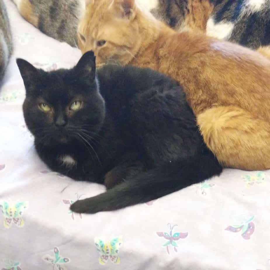 Luna, The 13-Year-Old Cat, Enjoys Her Shelter Life And Acts Like A Big ...