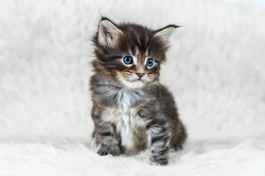 Maine Coon Kittens Meowing Softly: "When We Grow Up, We're Gonna Be ...