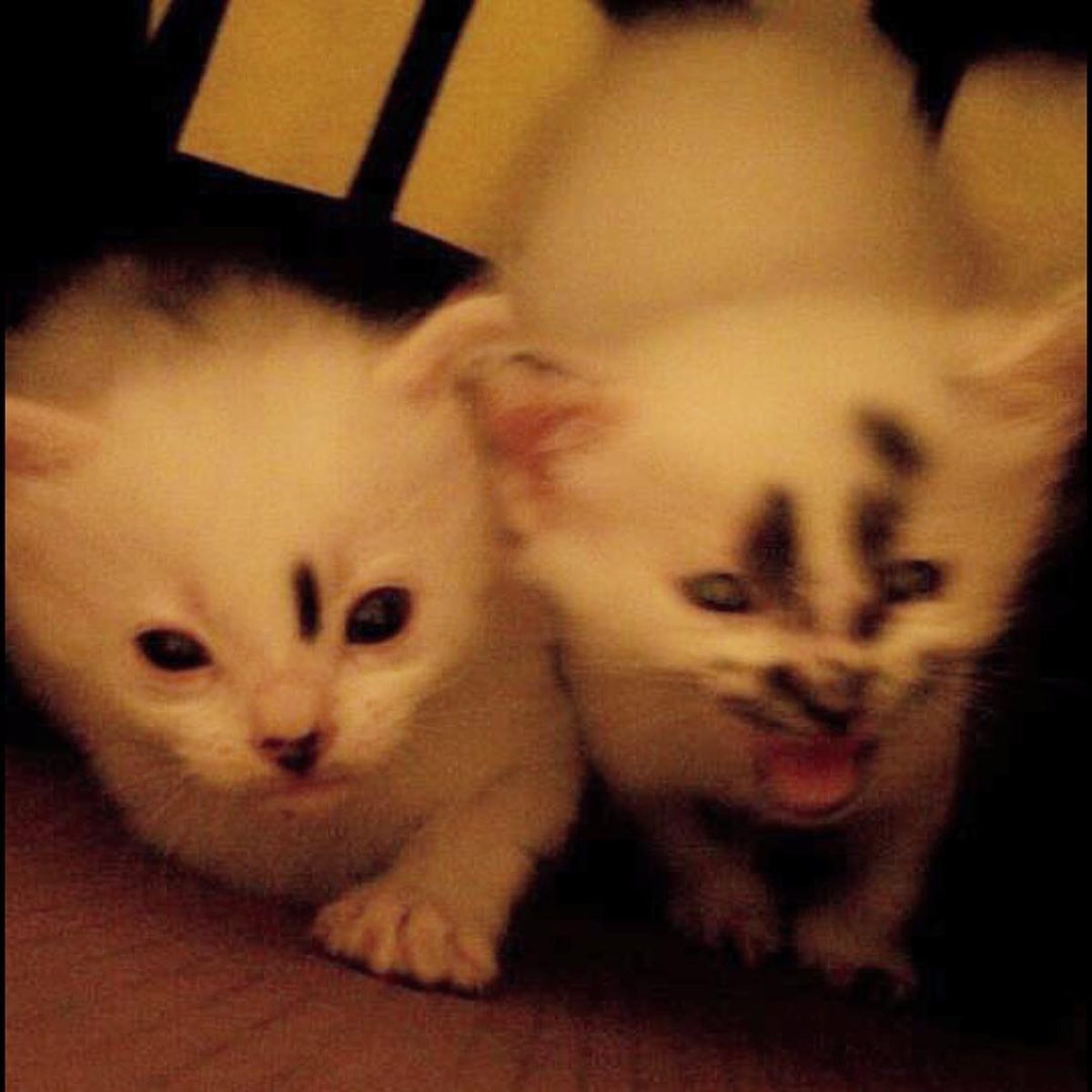 This Abandoned Cat Has A Face That Begs You To Keep Her So Her Savior ...