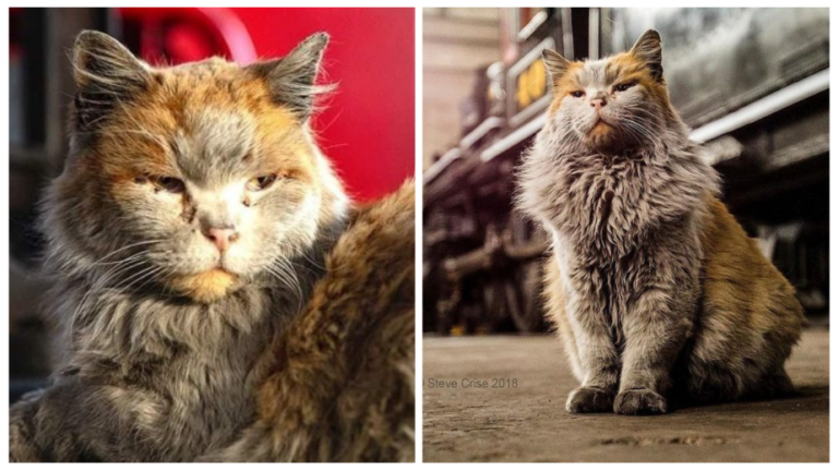 To Dirt, The Nevada Railway Cat That Is The Epitome Of Her Name