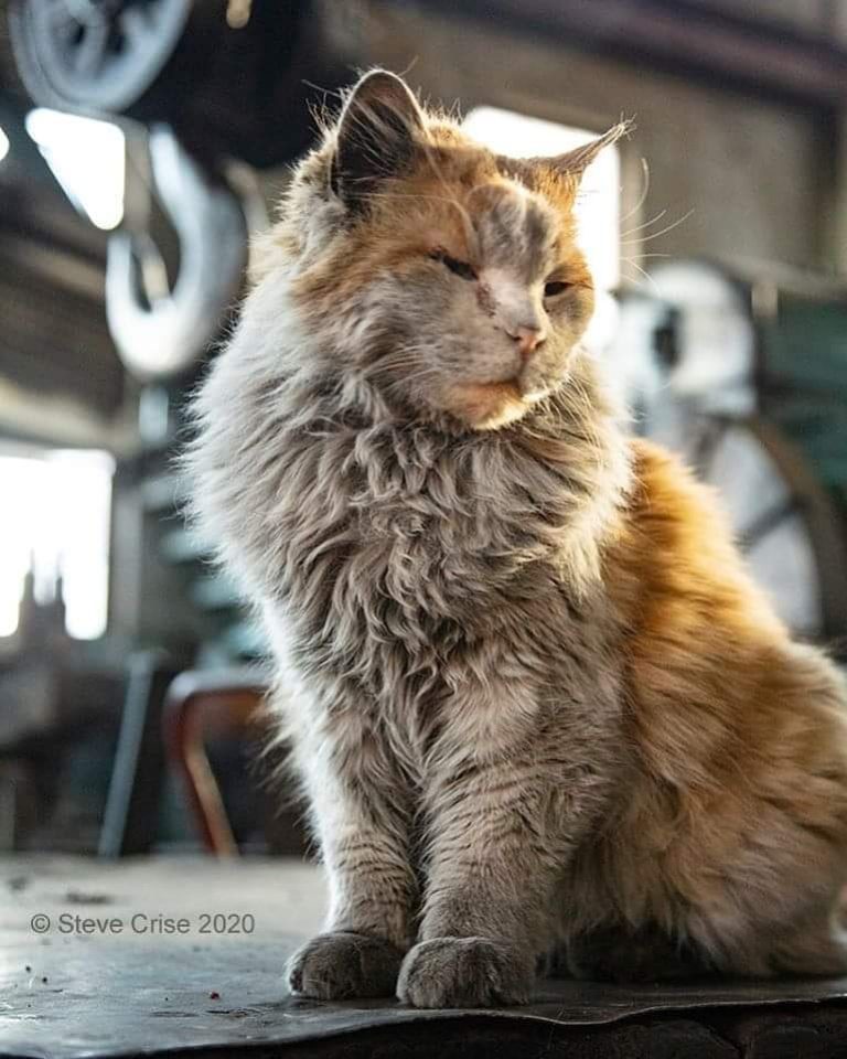 To Dirt, The Nevada Railway Cat That Is The Epitome Of Her Name
