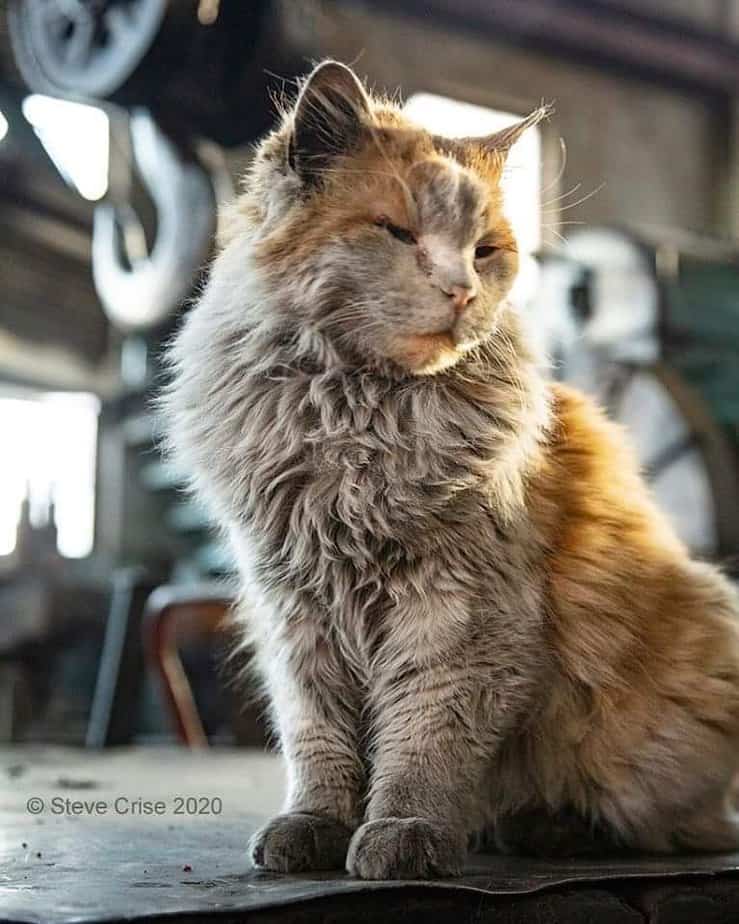 To Dirt, The Nevada Railway Cat That Is The Epitome Of Her Name
