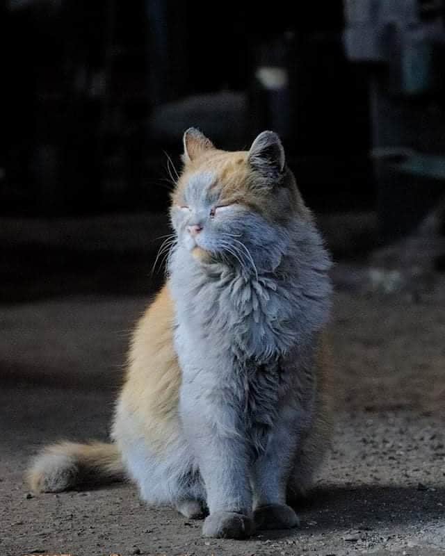 To Dirt, The Nevada Railway Cat That Is The Epitome Of Her Name