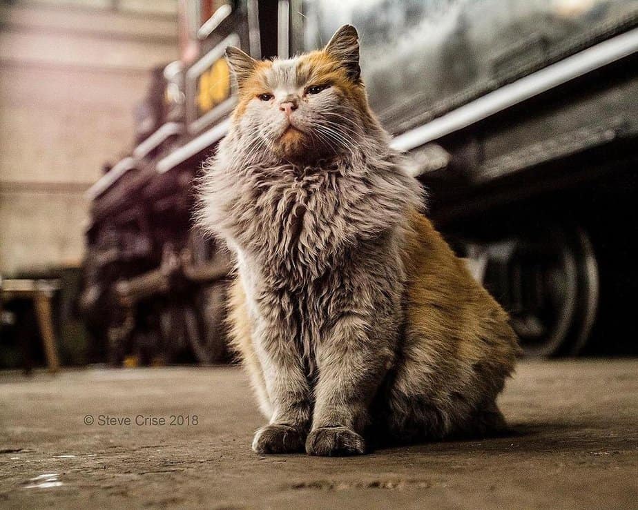 To Dirt, The Nevada Railway Cat That Is The Epitome Of Her Name