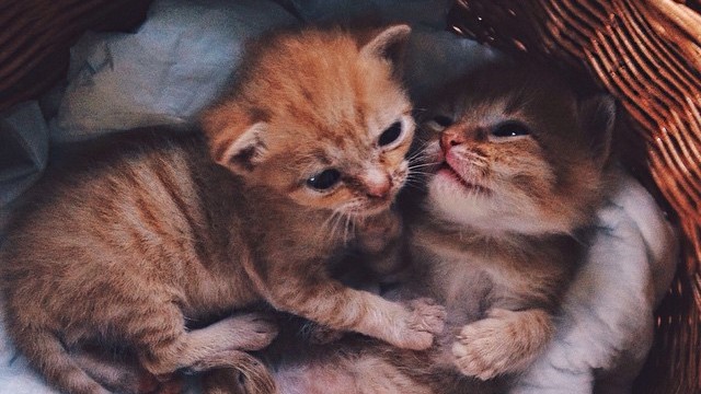 Woman Keeps These Two Kitty-Brothers Together And Adopts Both Of Them