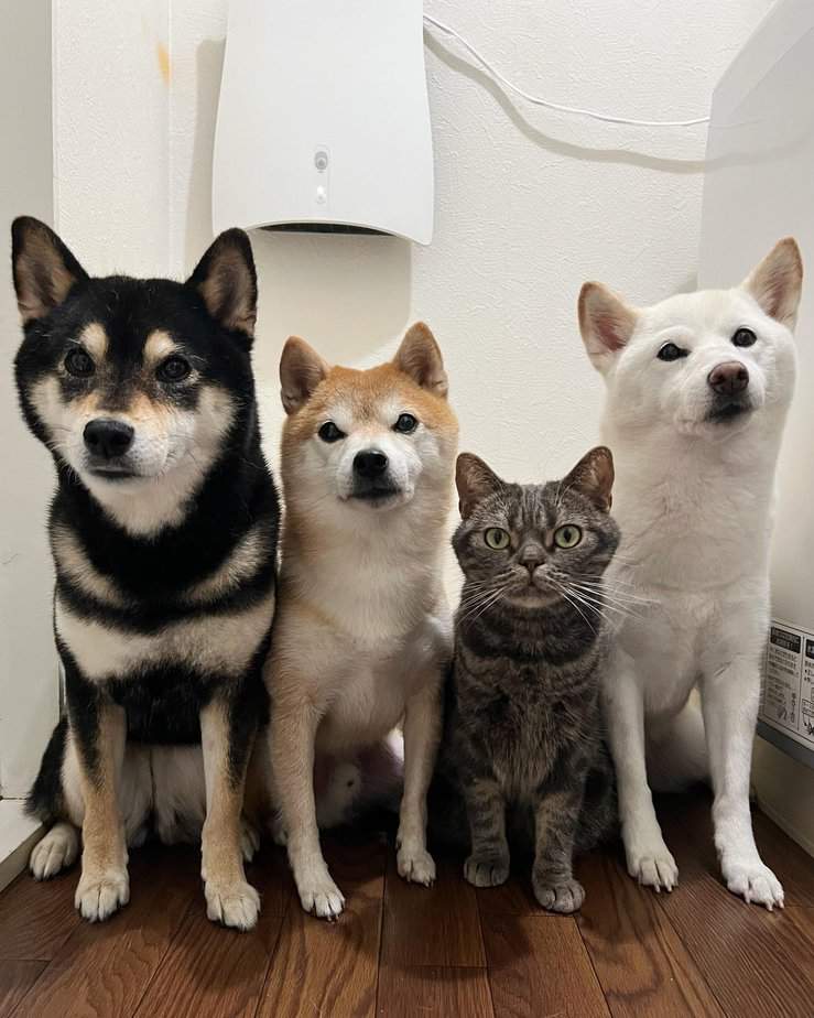 You Are Who You Hang Out With: This Cute Feline Assumes He's A Dog ...